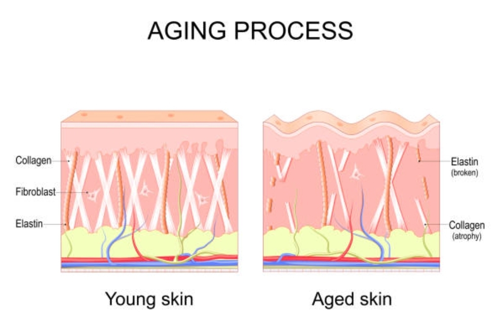 Understanding Aging: How It Affects The Anatomy of Your Face | Your ...